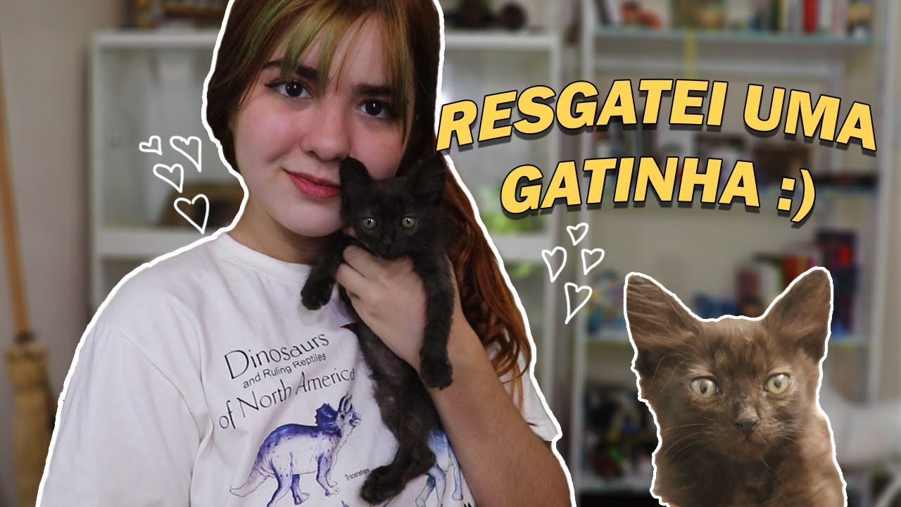 Adotamos Uma Gatinha Meu Primeiro Gato De Estimação Youtube