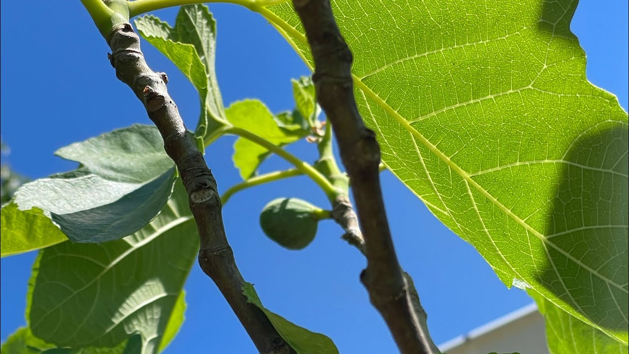Fig tree update, breba watch 2023 Oregon zone 8b - YouTube