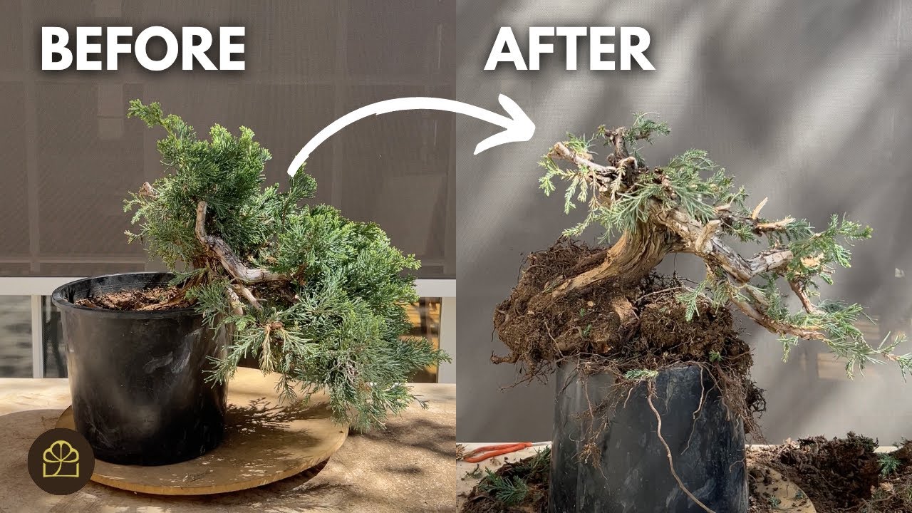 Help Me Work on the Design of a Cascade Juniper from the Garden - YouTube