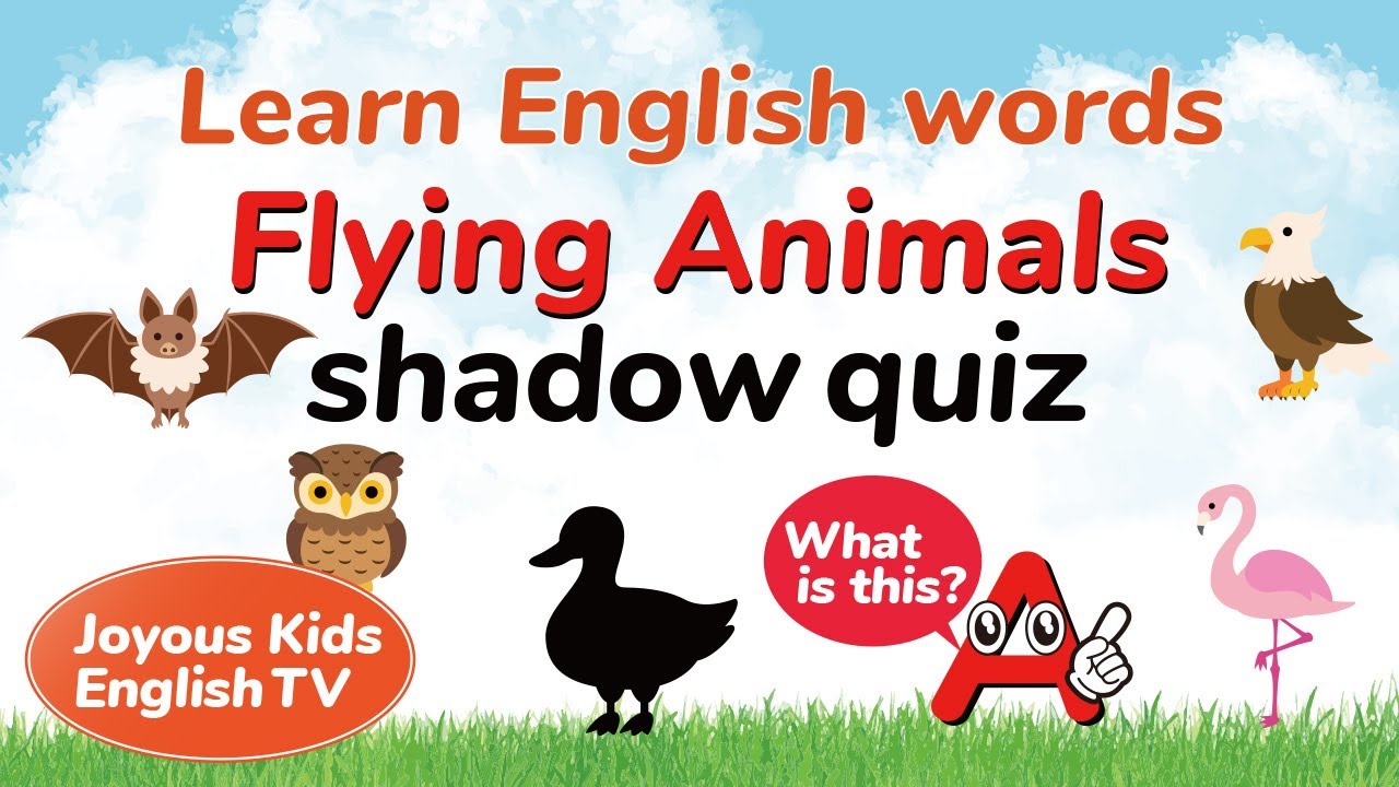 English Words Flying Animals | Shadow Quiz - YouTube