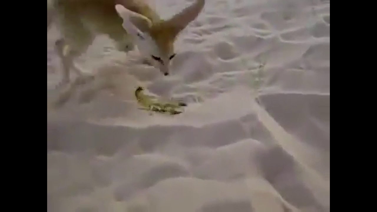 Fennec hunting a scorpion - YouTube