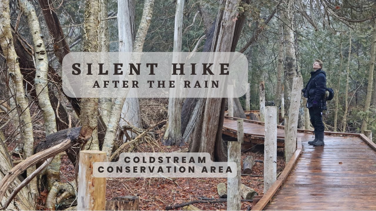 Silence Falls Upon Cedar Swamp, After the Rain: Coldstream Conservation ...