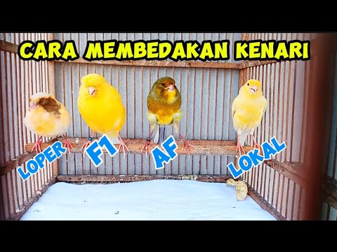 Tips!! CARA MEMBEDAKAN KENARI LOKAL,LOPER,AF DAN F1 - YouTube