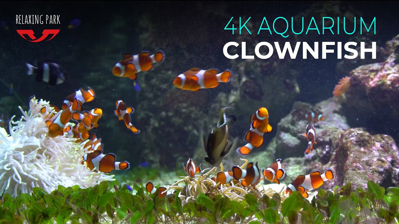 Clownfish with 3 Hours Peaceful Ocean Sounds (High Quality Stereo Sound ...
