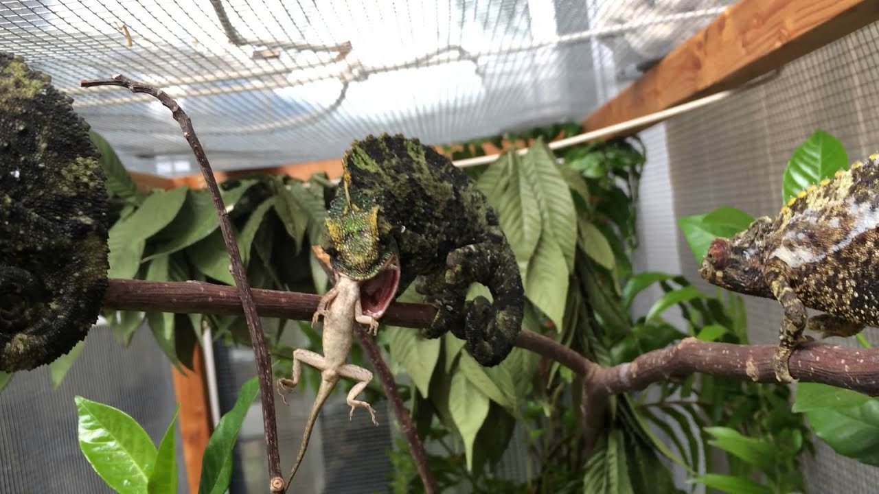 Jackson chameleon eats lizard and dances part1 - YouTube