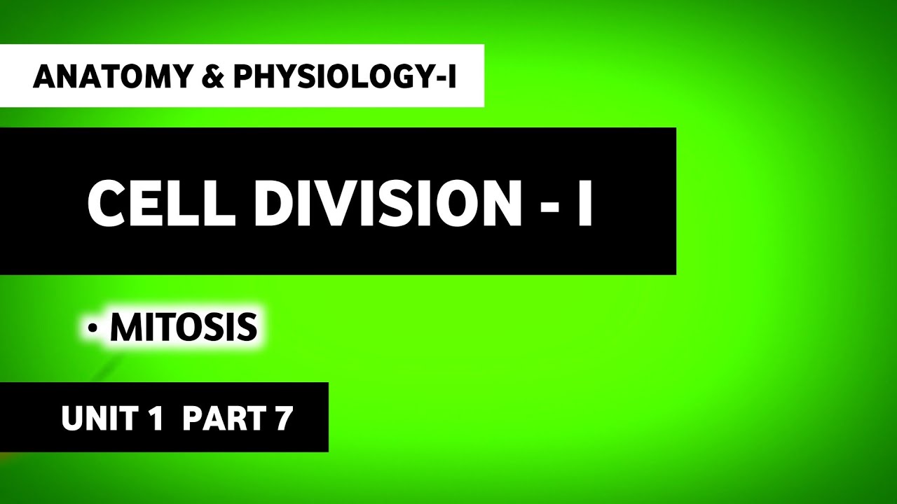 Cell Division | Mitosis | Somatic Cell Division | Human Anatomy And ...