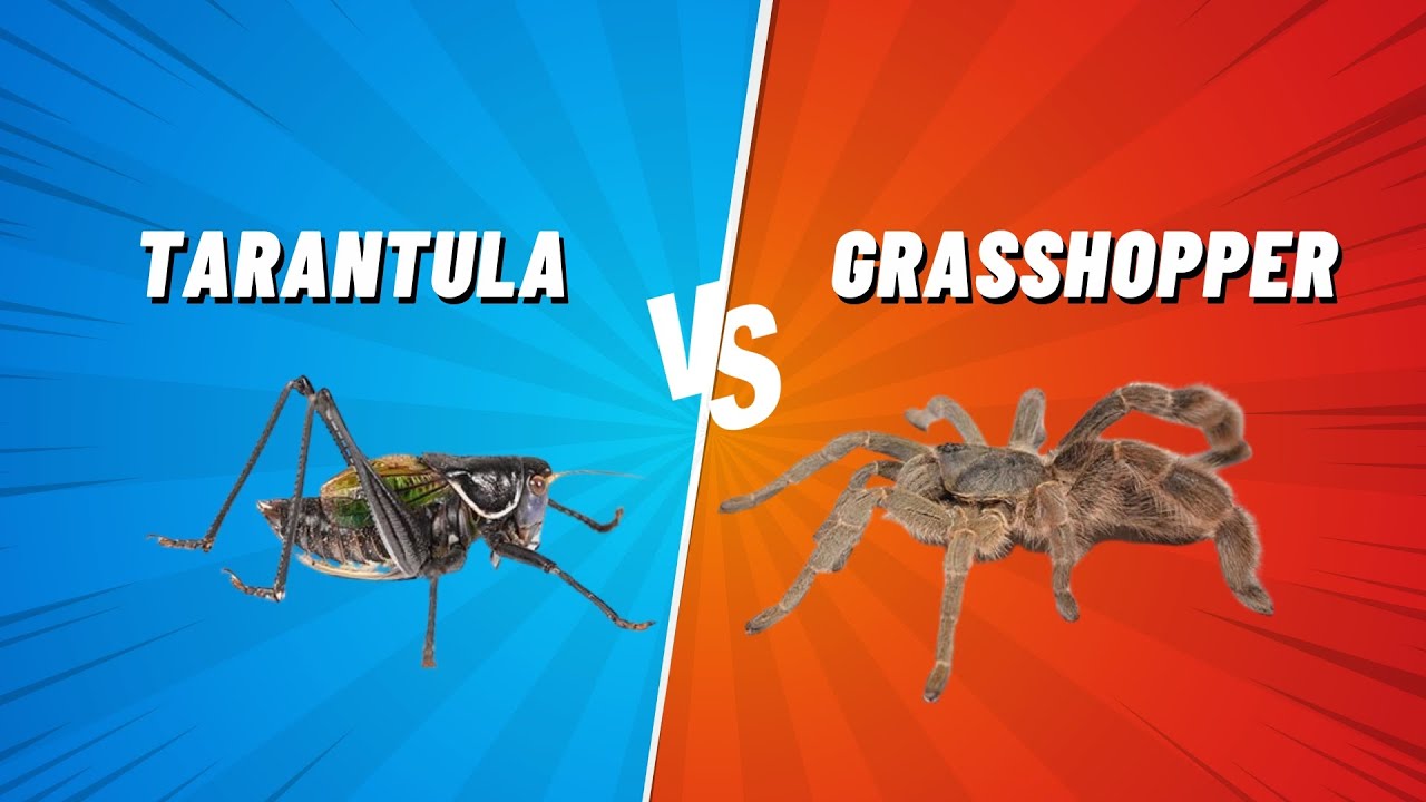 #10 Tarantula vs. Grasshopper, the ruthless characters are here! - YouTube