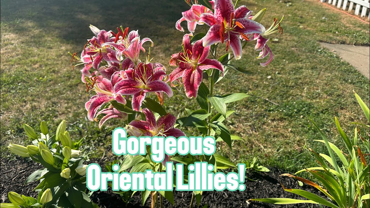 Oriental Lilies: Care, Differences, & Tour! - YouTube