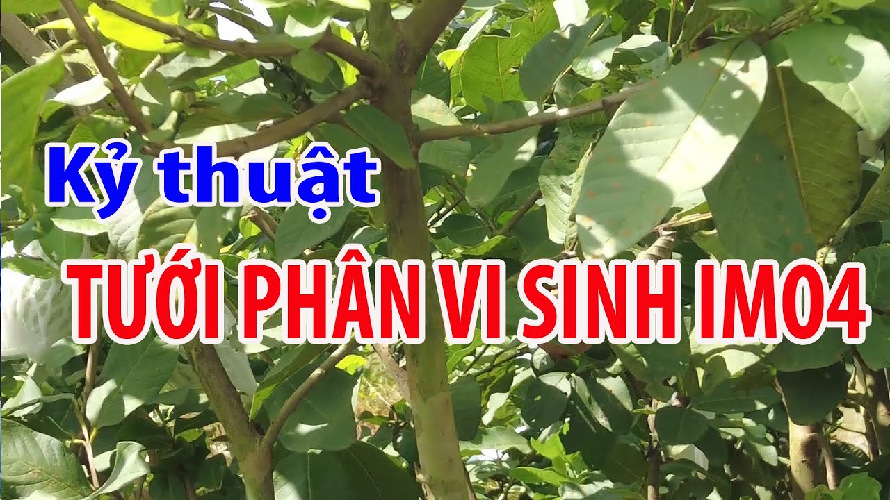 TƯỚI PHÂN VI SINH IMO4 / NÔNG NGHIỆP TINH HOA - YouTube
