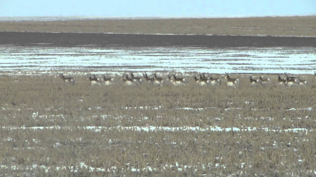 Antelope in Kansas - YouTube