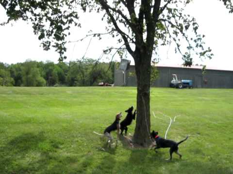 American English coonhound climbing tree - YouTube