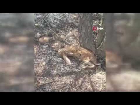 Çiçek Adası küle döndü!