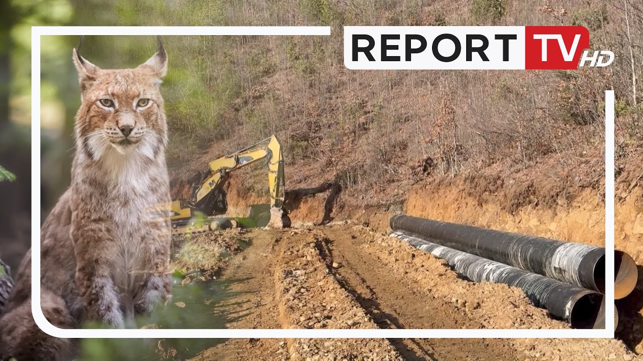 Rrëqebulli i Ballkanit në parkun e Munellës në rrezik, ekspertët i ...