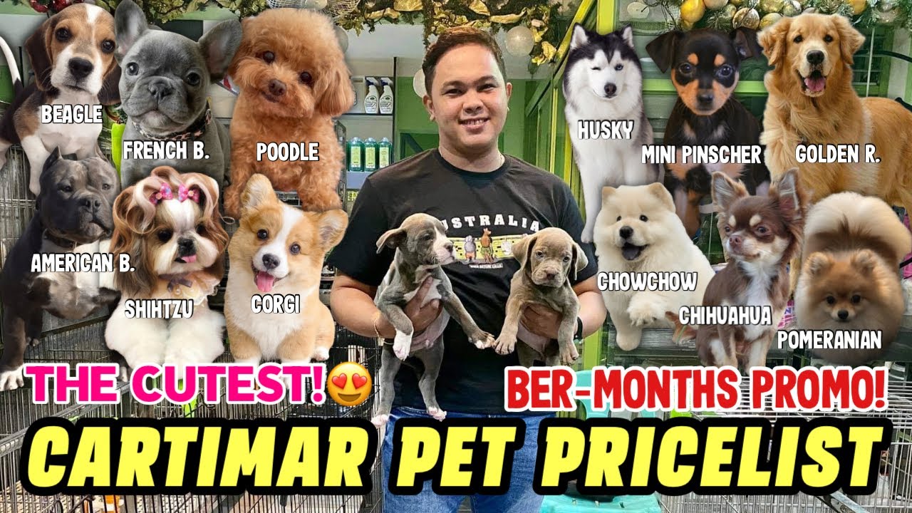 UPDATED CARTIMAR PET PRICELIST GIVEAWAY CUTE PURE BREED PUPPIES updated-cartimar-pet-pricelist-giveaway-cute-pure-breed-puppies