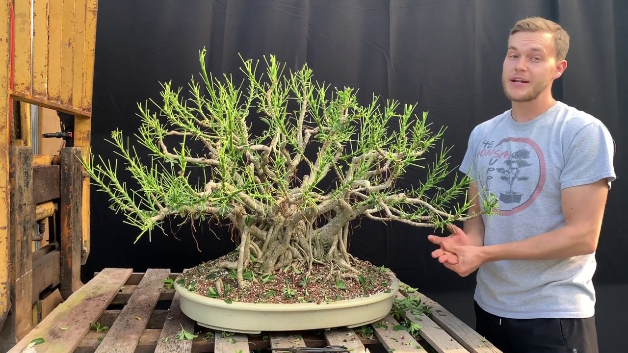 Dwarf Schefflera Bonsai Makeover at The Bonsai Supply - YouTube