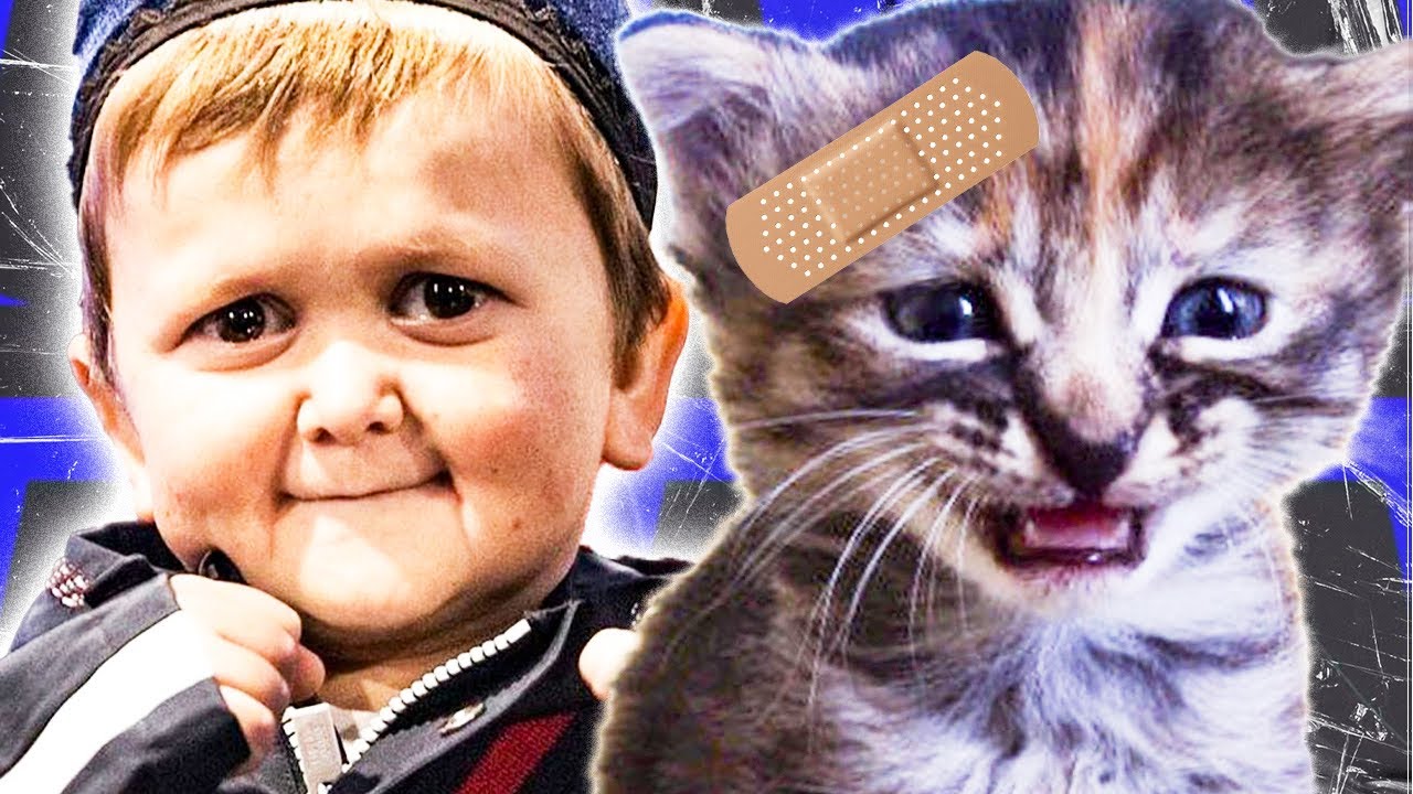 Hasbulla Getting Backlash After Video Of Him Abusing A Cat Comes Out ...