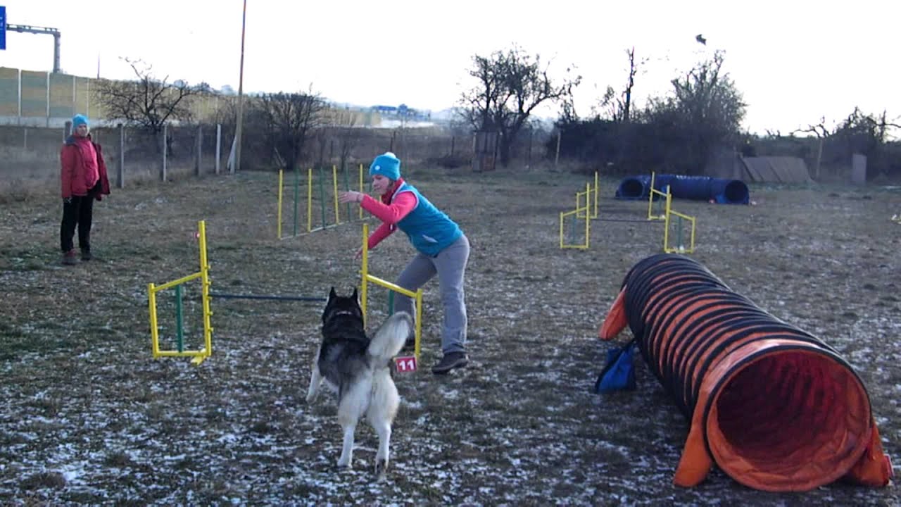 Agility edzés 2014.12.30 a pálya - YouTube