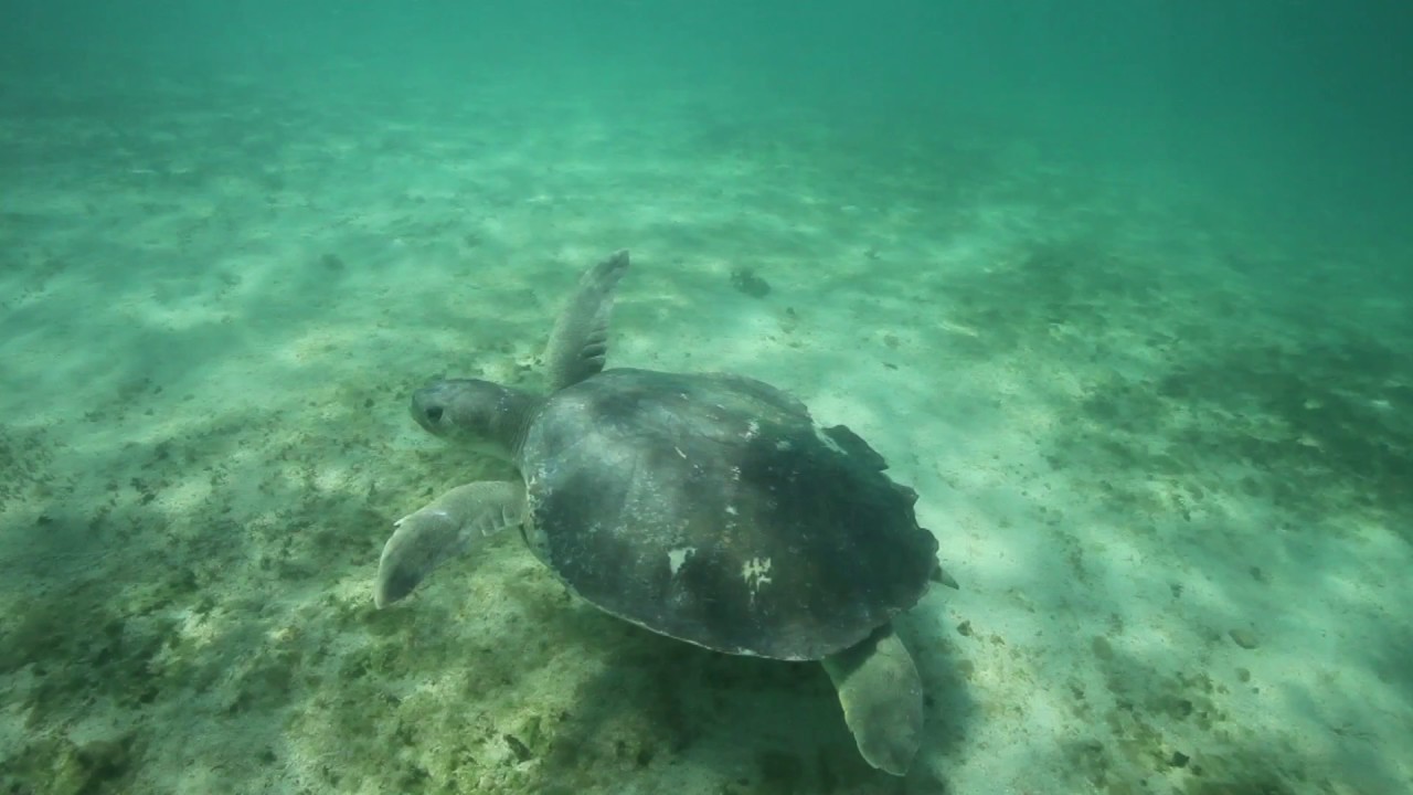 Flatback turtle (Natator depressus) swimming in coastal waters, Western ...
