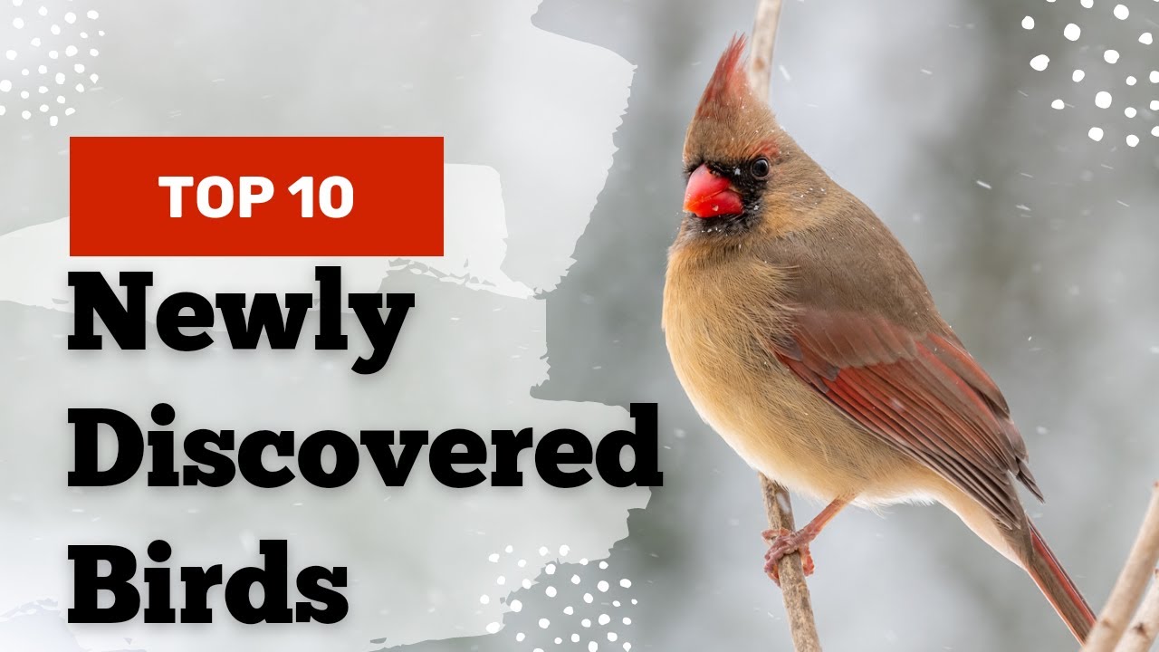 Top 10 New Birds | Newly Discovered Birds - YouTube