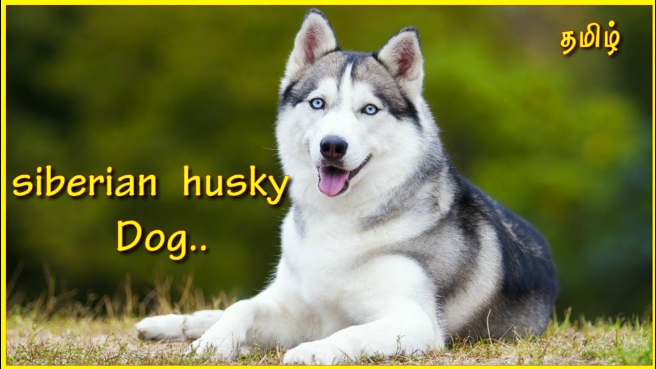Siberian Husky Dog Important Siberian Husky siberian-husky-dog-important-siberian-husky