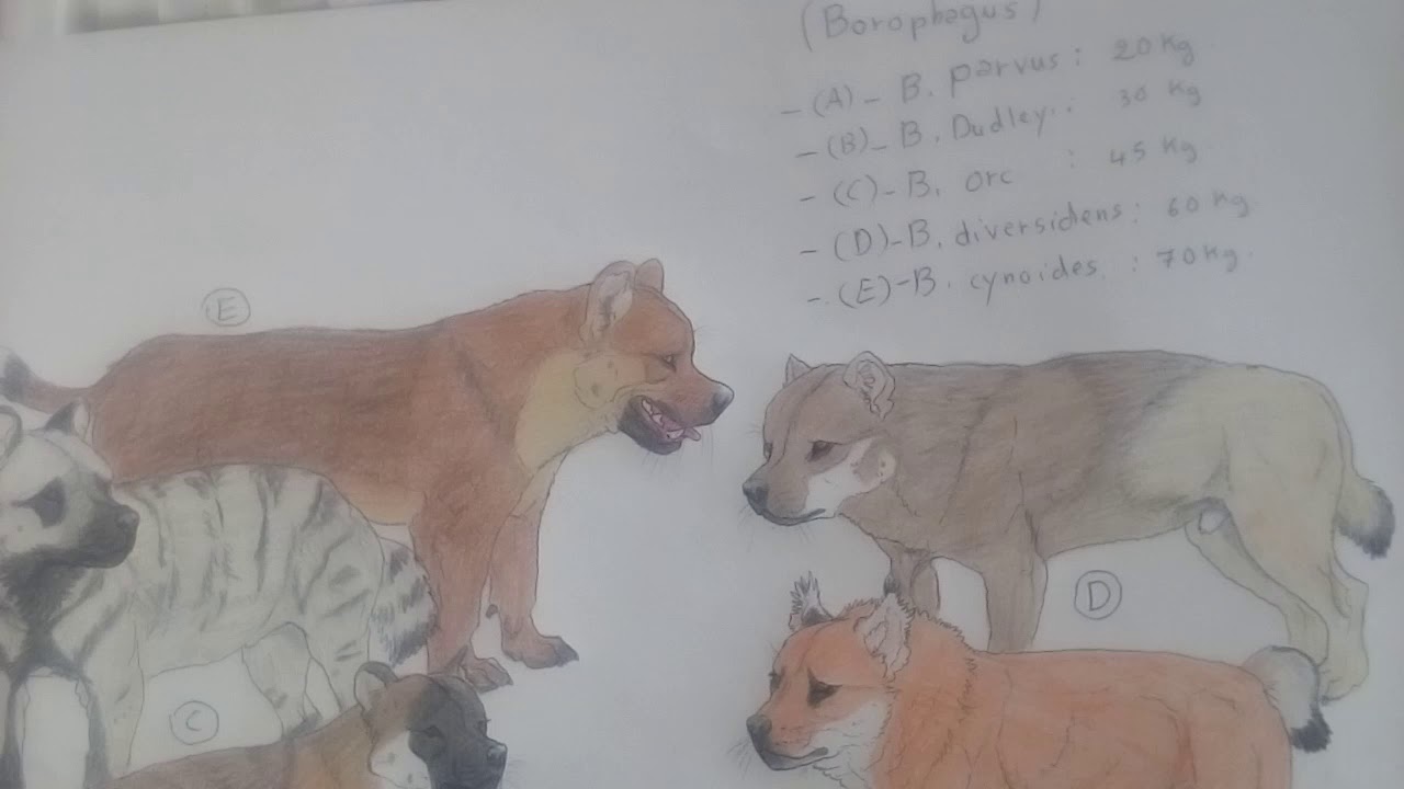 Borophagus genus - YouTube