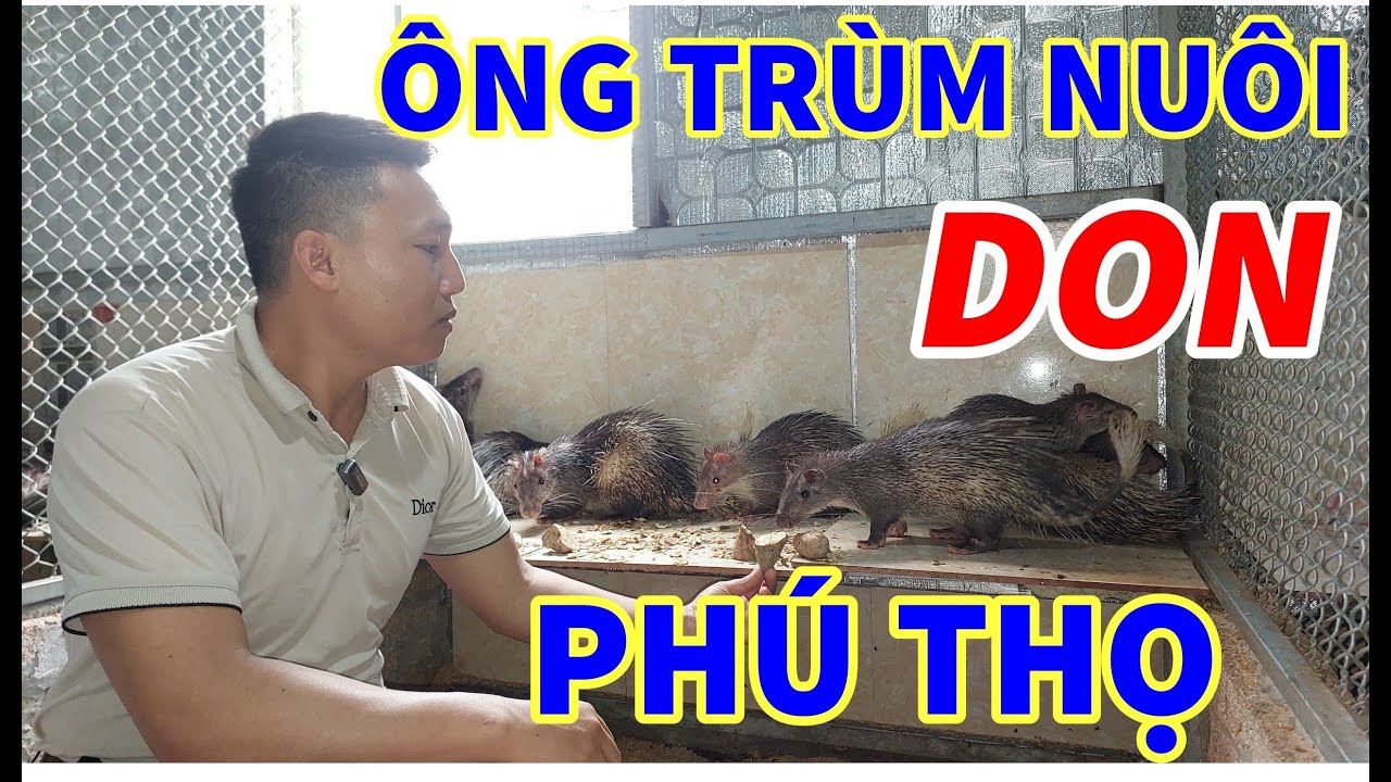 Con don ( con hon ) đau bụng phải làm gì? Chia sẻ kinh nghiệm từ trại ...