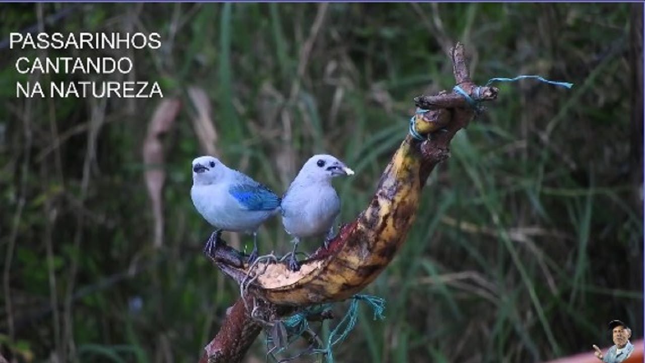PASSARINHOS CANTANDO NA NATUREZA - YouTube