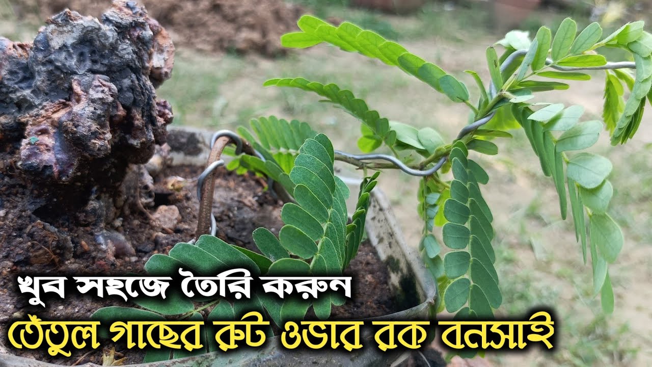 Create Tamarind root over rock Bonsai - YouTube