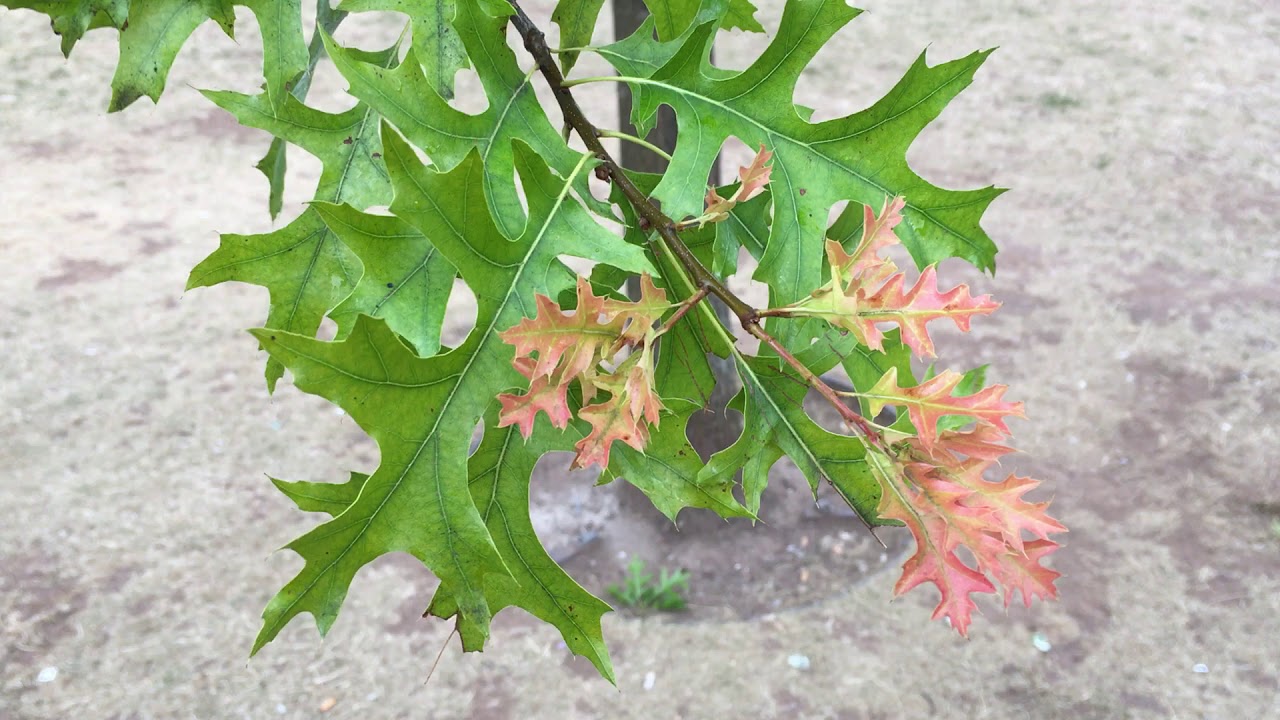Pin oak - leaves - August 2018 - YouTube