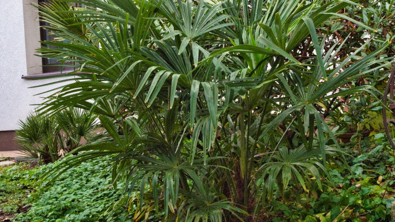 Trachycarpus fortunei ‚Tesan’ - YouTube