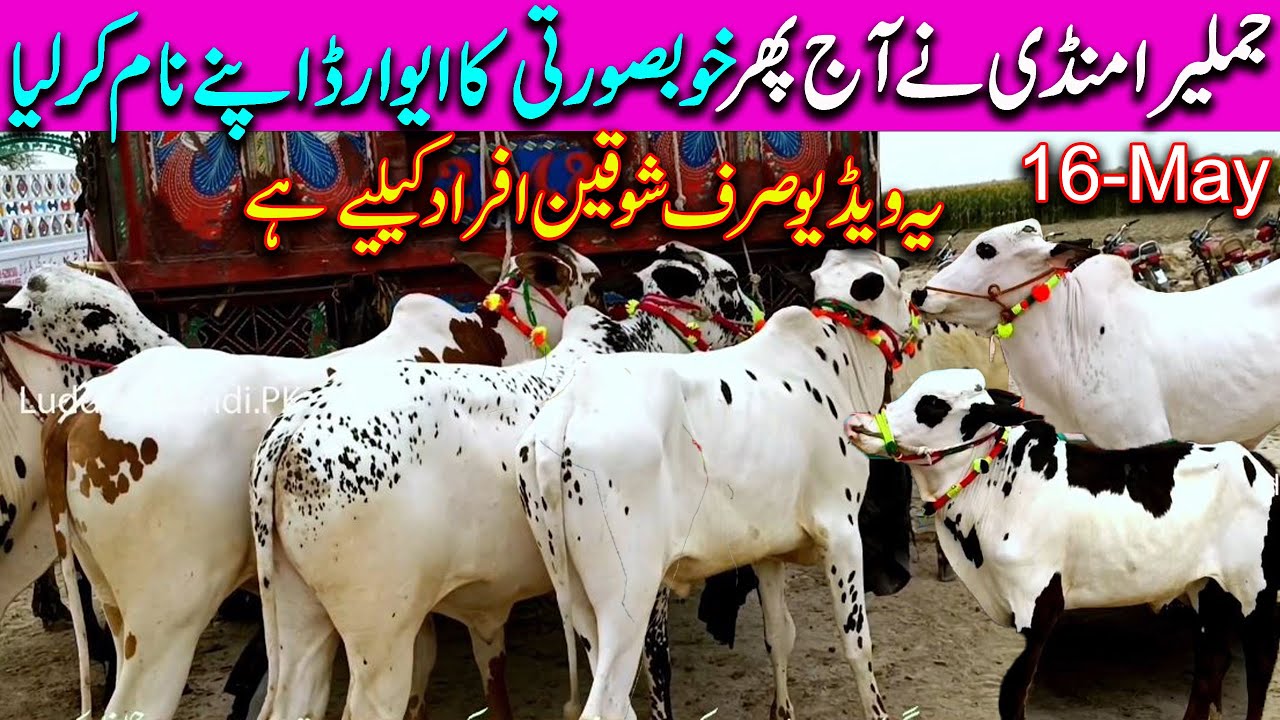 Beautiful Cholistani Sahiwal & Dhanni Bull, Bachry Latest Price Update ...