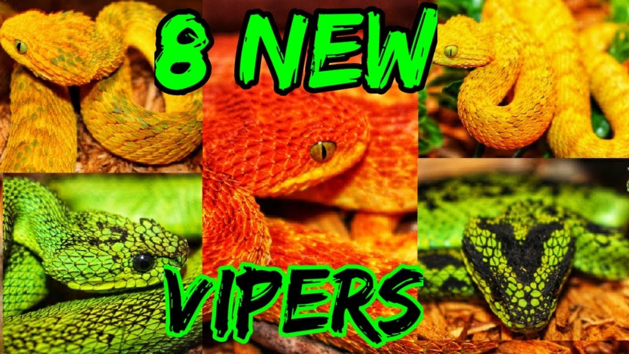 African Bush Viper Colors
