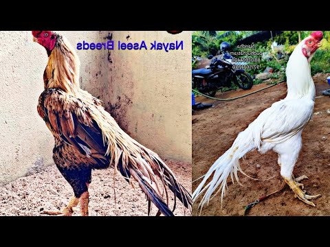 Long Tail Parrot Beak Rooster Breeding my farm update aseel - YouTube