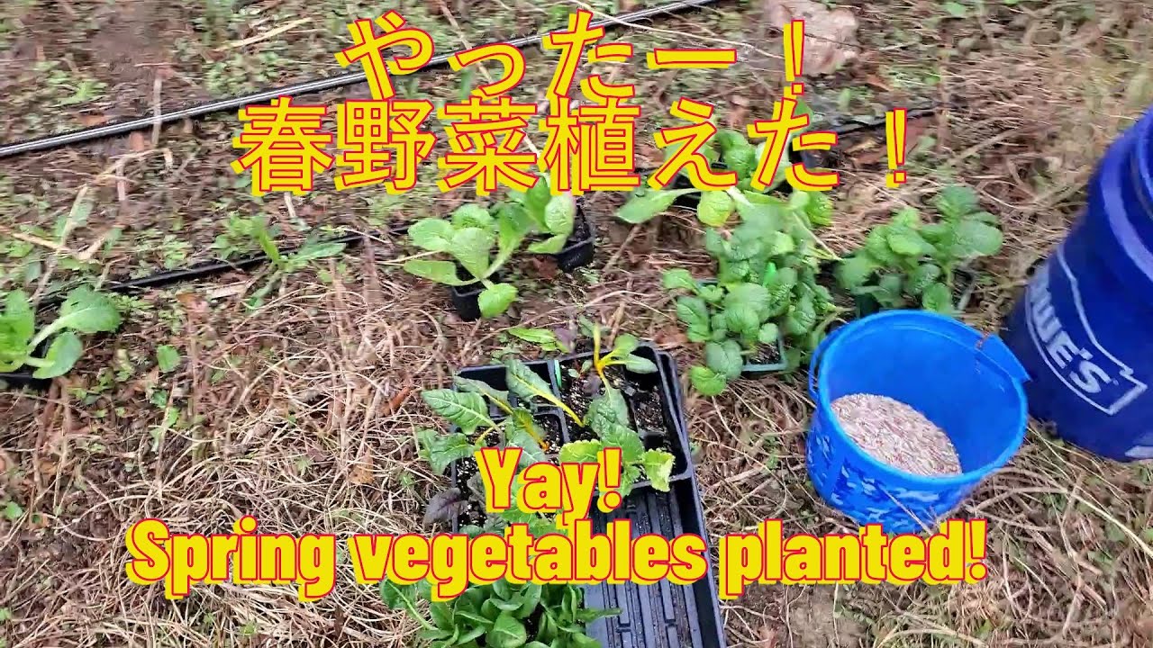 雑草取りから春野菜を植えるまで大変だ！＃ It's hard work from weeding to planting spring vegetables! - YouTube