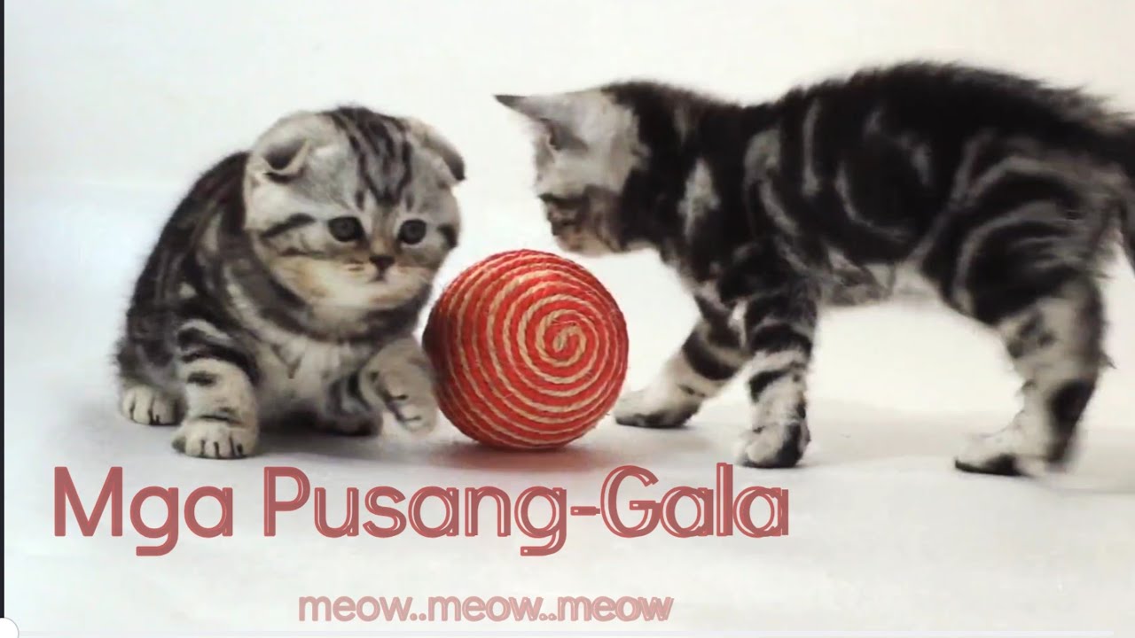 #cats #pusa MGA PUSANG GALA | EAT & RUN | meet isaiah and martini - YouTube