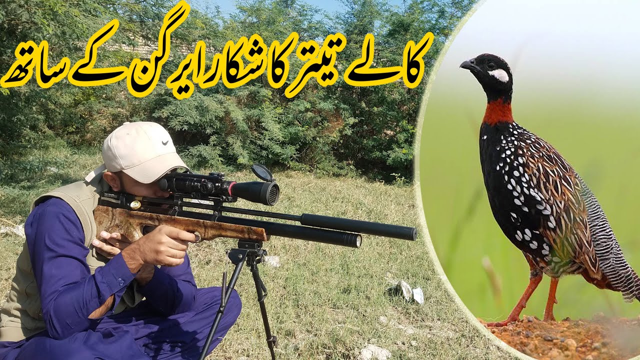 Black Partridge "Kala Teetar" Hunting in Pakistan with PCP Airgun ...
