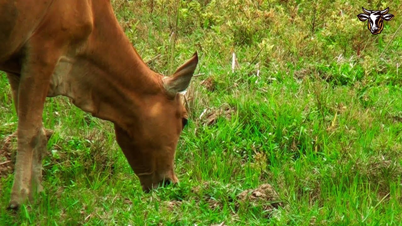 Cow Moving Tutorial |The most docile cows are looking for food in the ...