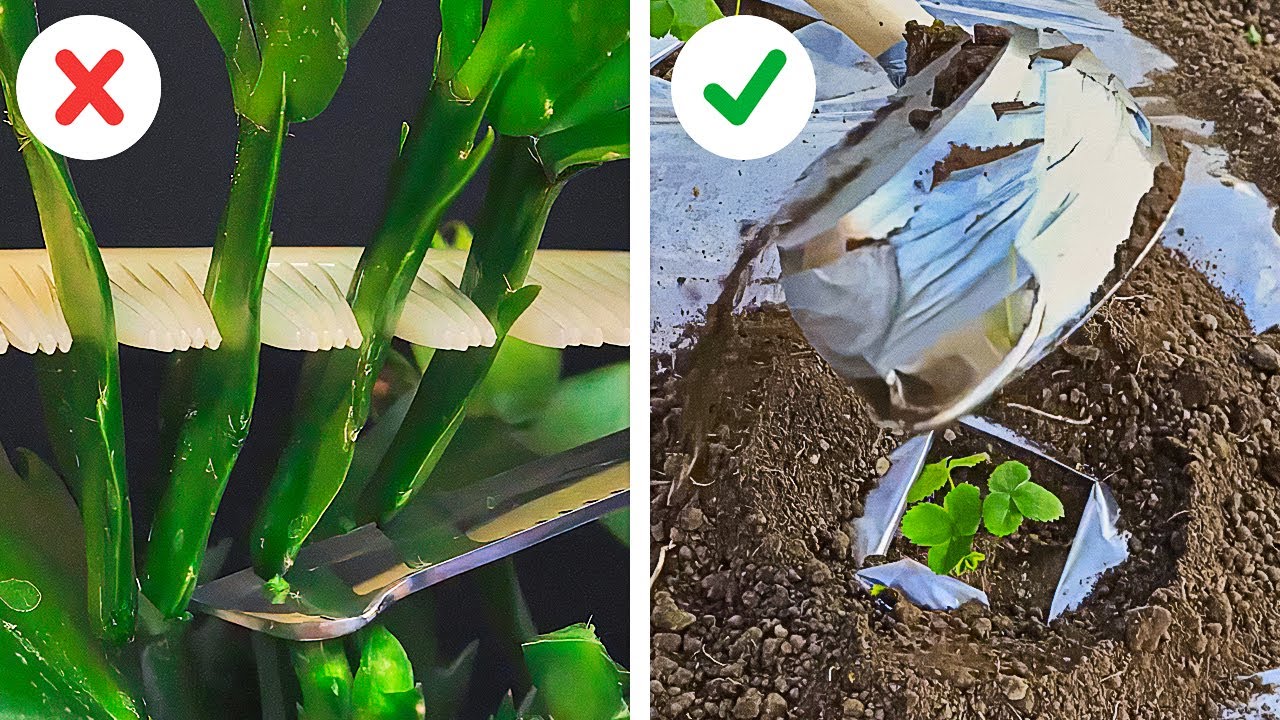 Plantastic Hacks: Growing Healthy and Beautiful Plants - YouTube