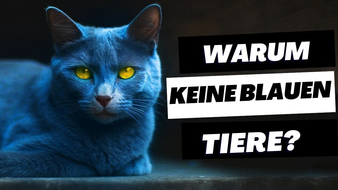 Warum sind blaue Tiere so selten? - YouTube