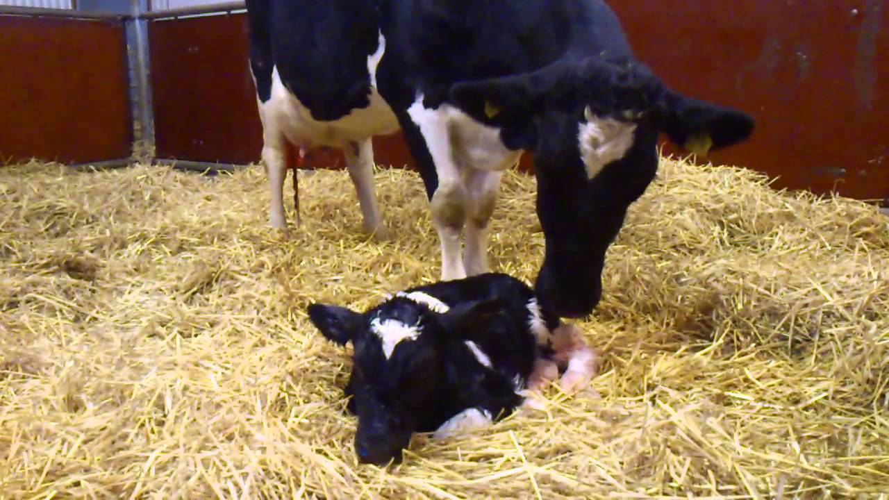 615 med nyfödd kalv - YouTube