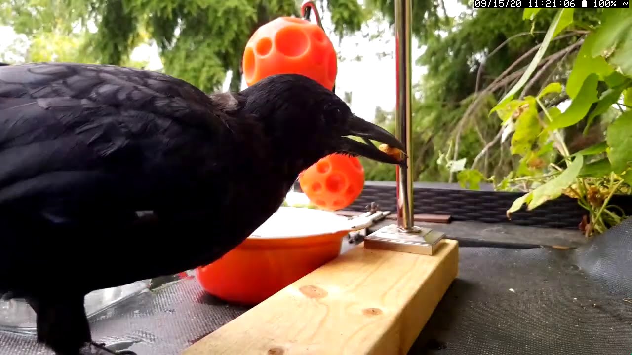 Lots of crow interactions and begging sounds (crow sounds) (155905 ...
