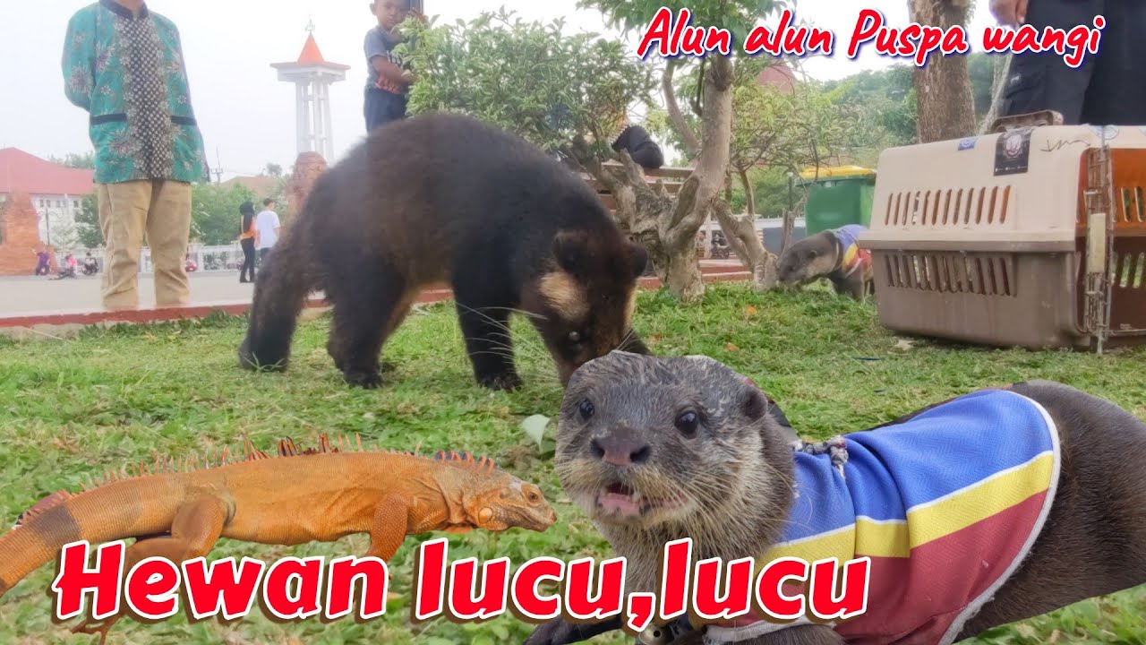 komunitas pecinta hewan indramayu - YouTube