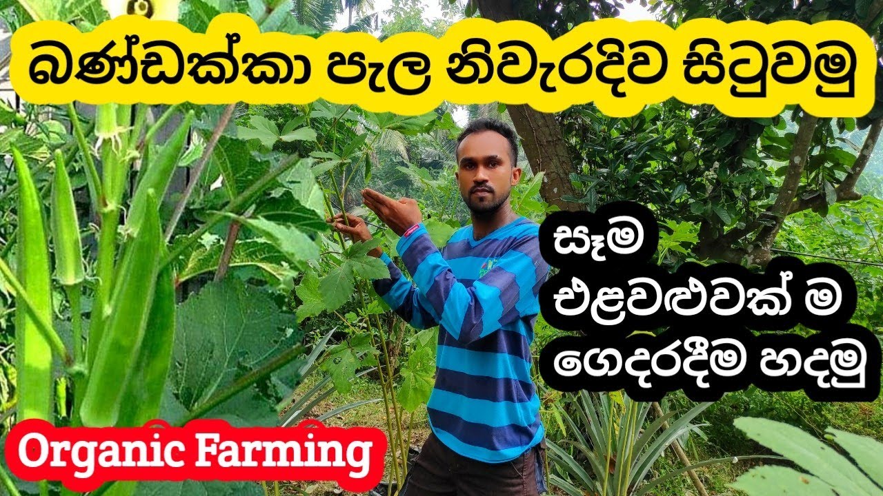 Okra cultivation / Bandakka wagawa / බණ්ඩක්කා වගාව / Okra home ...