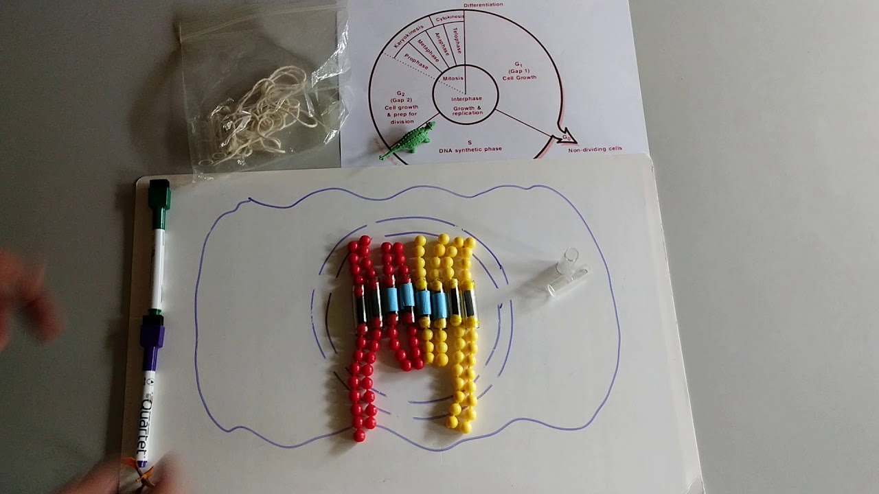Modeling Mitosis with Pop Beads - YouTube