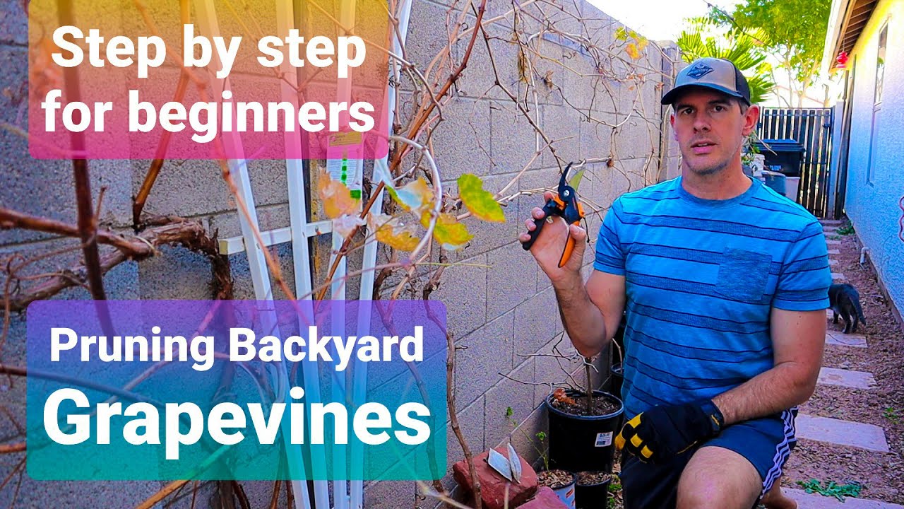 How to prune Grapevines - Beginners step by step learning cordon ...