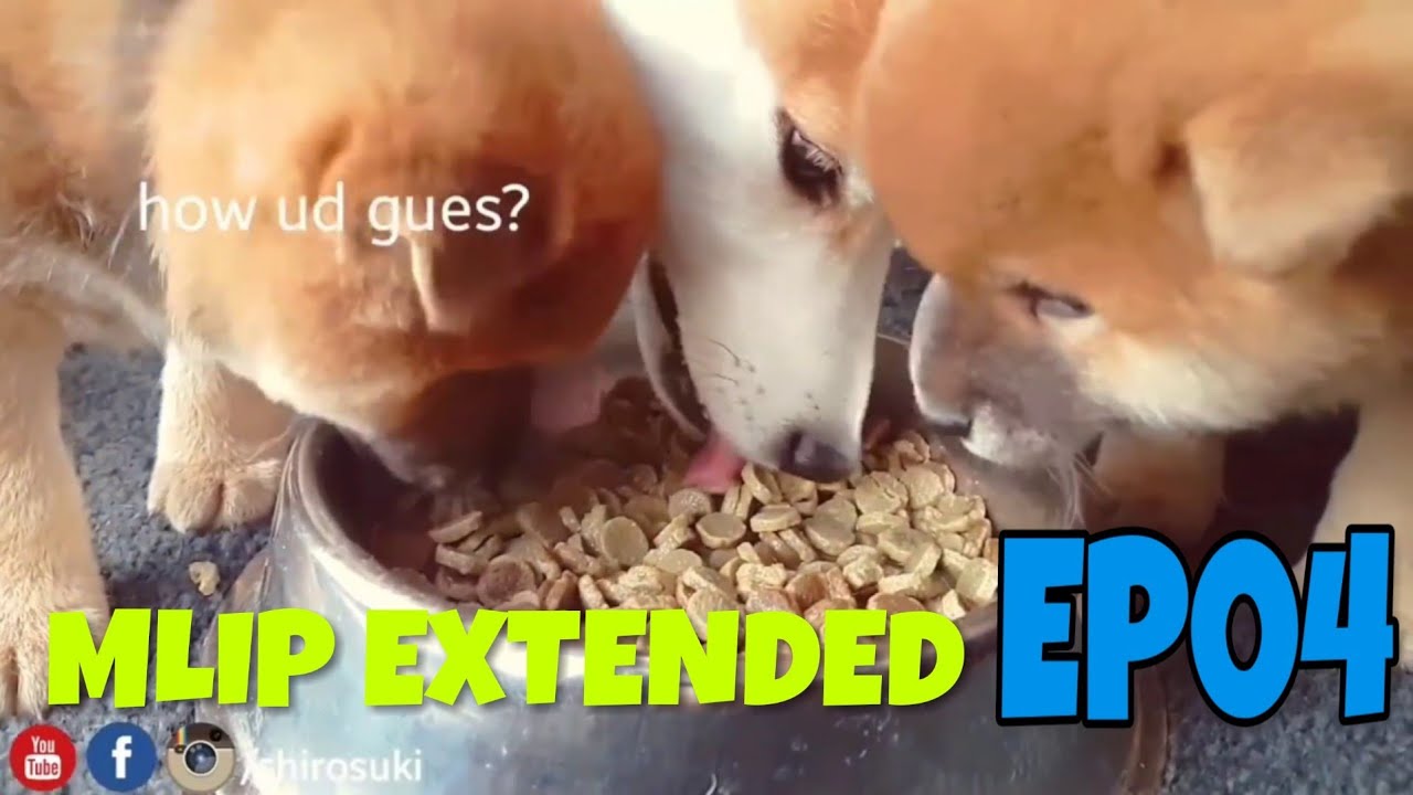 MLIP extended cuts - Ep 04 / Shiba Inu puppies - YouTube