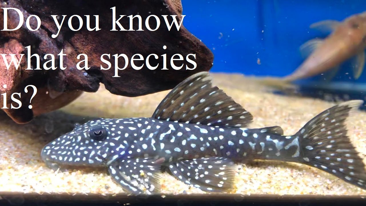 An Ichthyologists Beginners Guide to Species ~ What is a Species? - YouTube