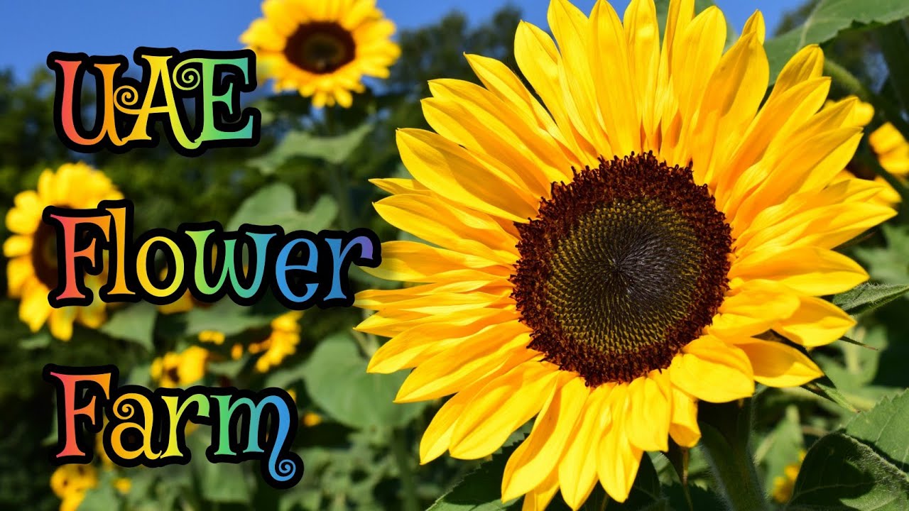 UAE Flower Farm !! Wadi Asimah... - YouTube