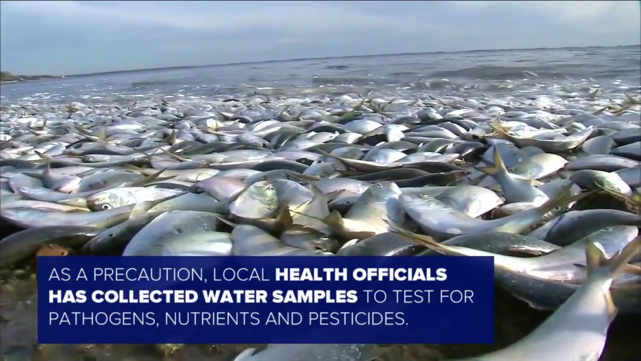 Thousands of Fish Found Dead in Long Island Canal - YouTube