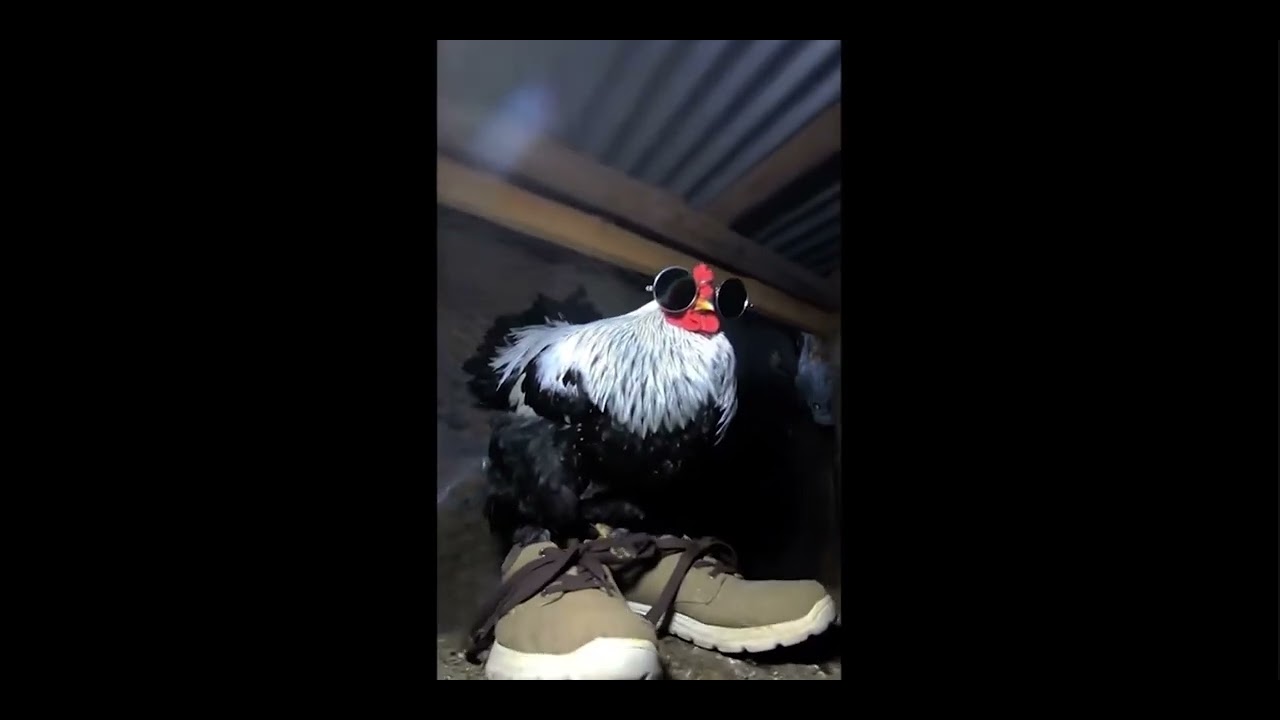 Goofy ahh chicken - YouTube